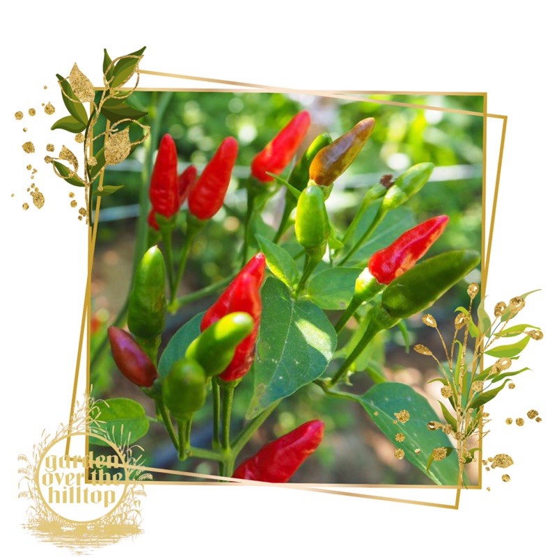 native bird’s eye chili pepper/native siling labuyo hot seeds | Shopee ...