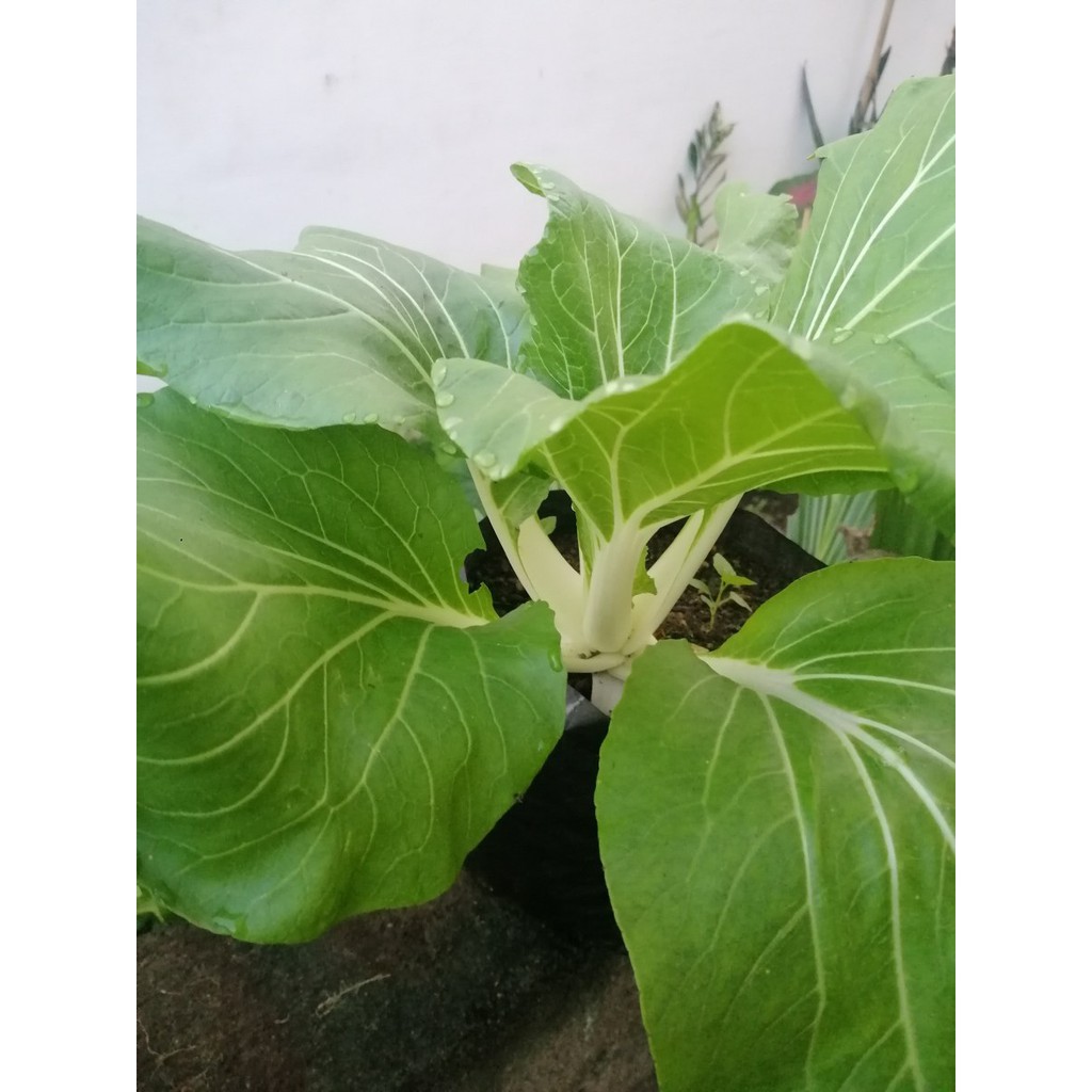 Petchay Seeds (approx 200 seeds) | Shopee Philippines