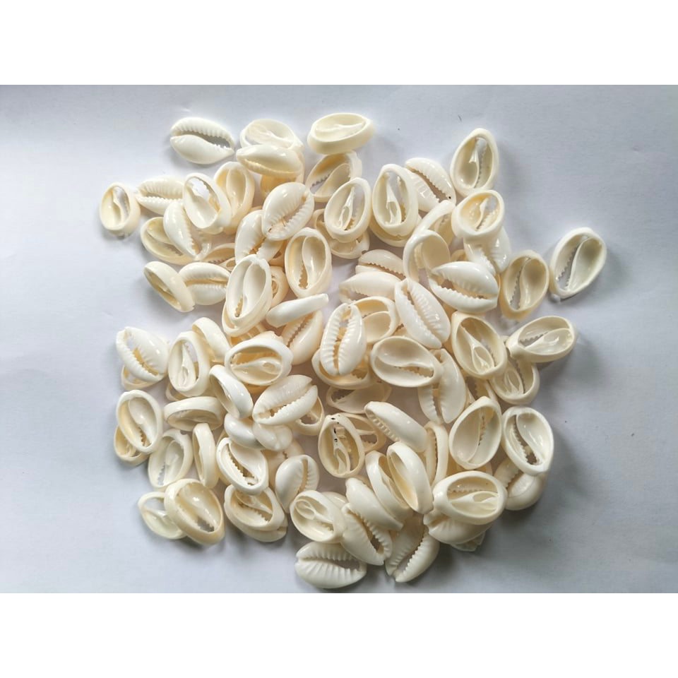 100 pcs Cowrie/Sigay half cut skeleton shells for bead making, DIY ...