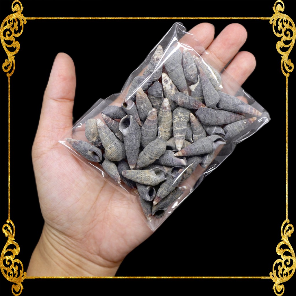 Shop suso shell for Sale on Shopee Philippines