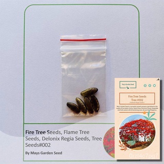 easy planting Fire Tree Seeds, Flame Tree Seeds, Delonix Regia Seeds ...