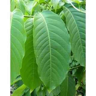 Shop banaba leaves for Sale on Shopee Philippines