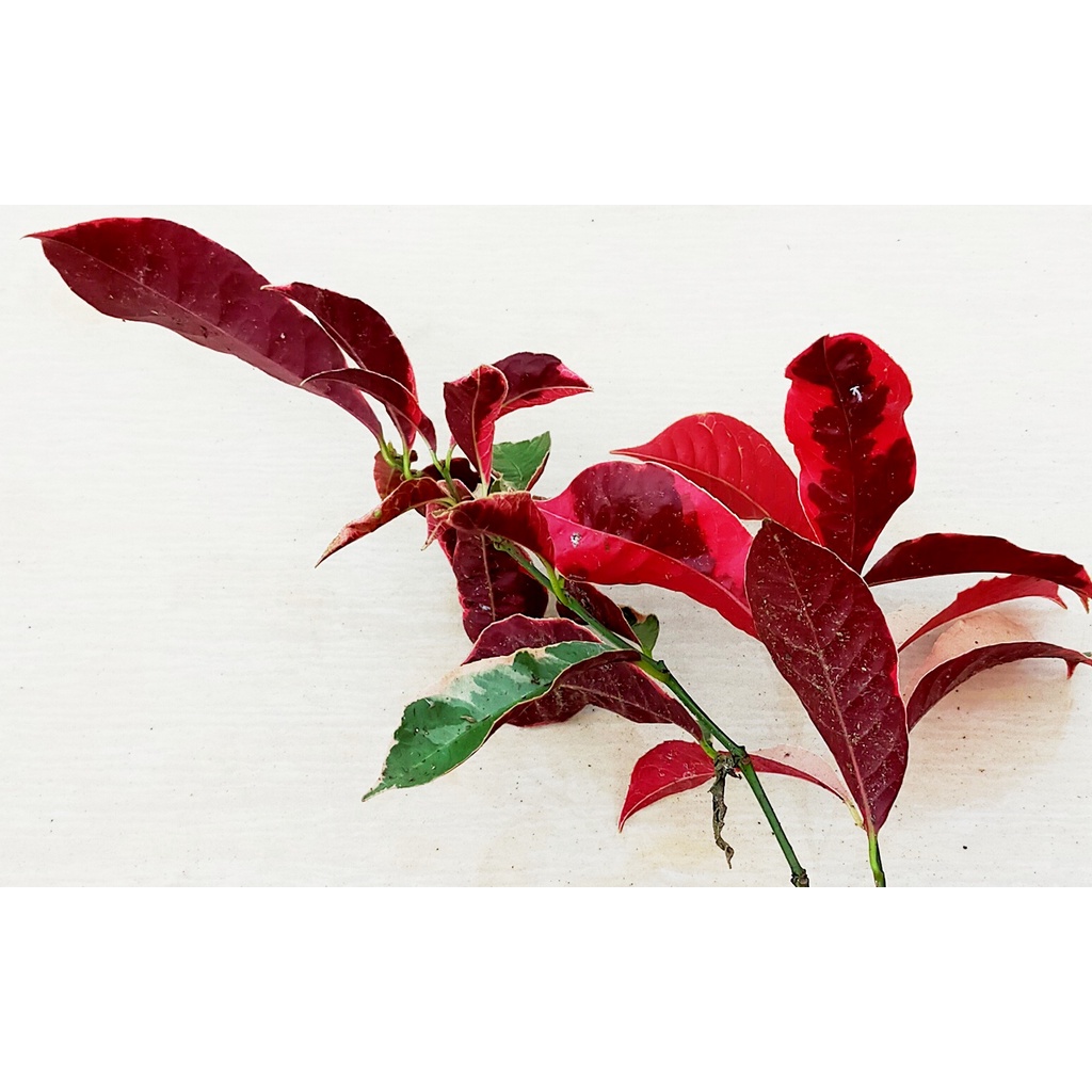 Picara live Plant established and rooted | Shopee Philippines