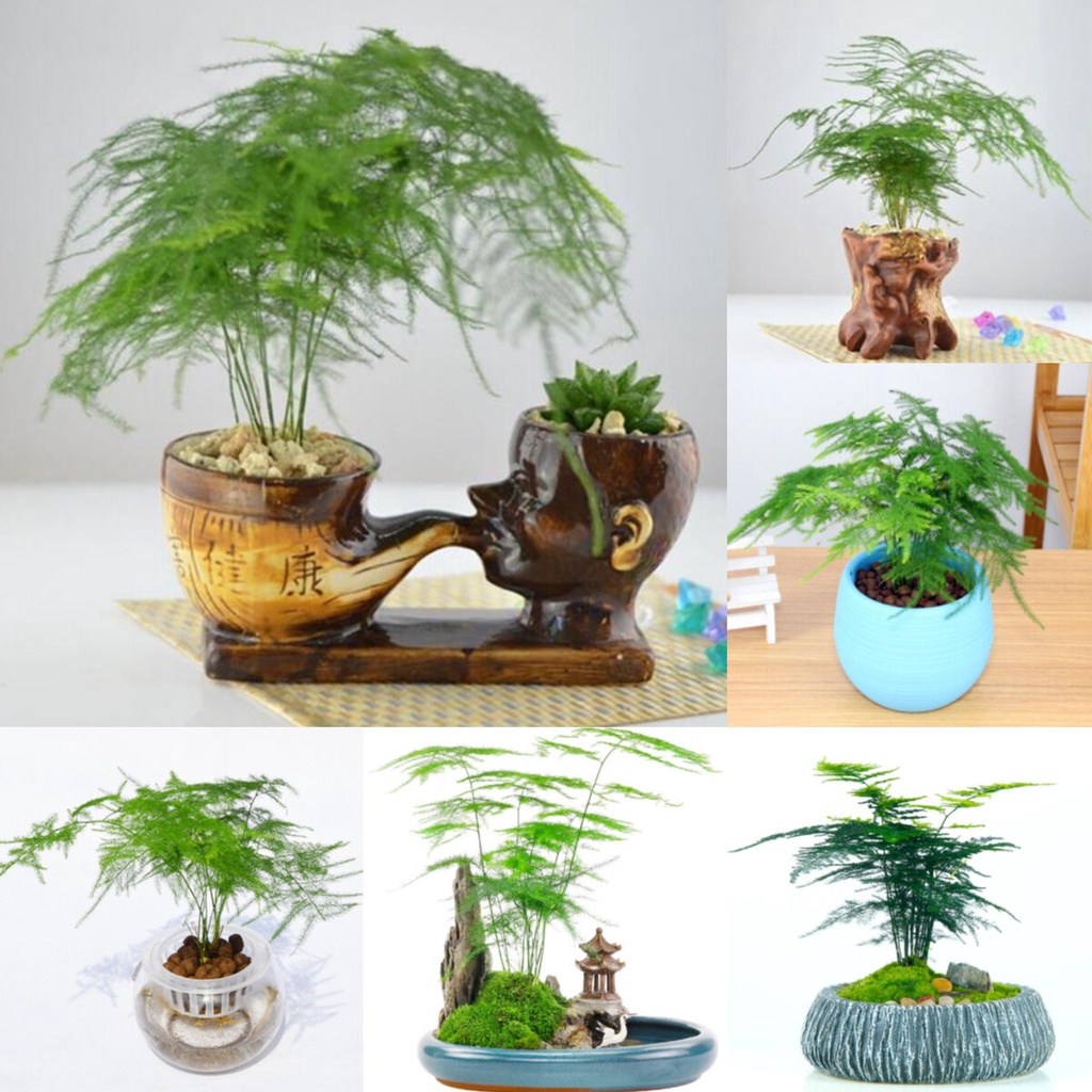 In Philippines Asparagus Fern Tree Seeds 50pcs Bonsai Seeds for ...