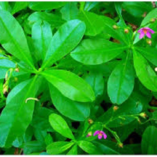 TALILONG SEED`S " PHILIPPINE SPINACH" (KULITIS) | Shopee Philippines