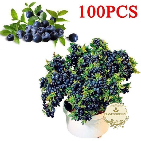100Pcs Blueberry Tree Seed Fruit Blueberry Seed Potted Bonsai Seeds ...