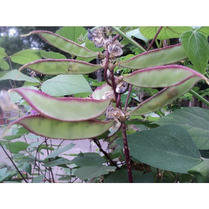 SITAO/BEANS SEEDS - SITAO BATAW PATANI SIGARILYAS BAGUIO BEANS | Shopee ...
