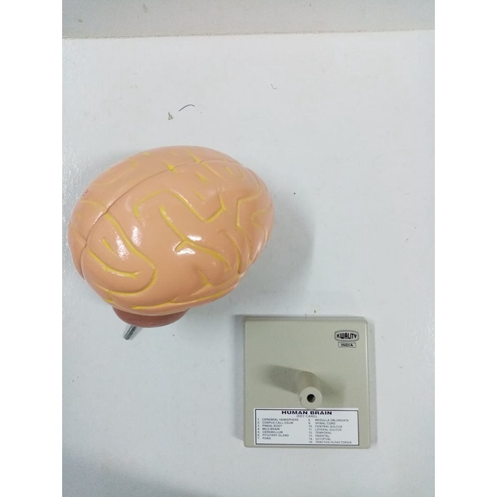 Human Brain Model Laboratory Equipment | Shopee Philippines