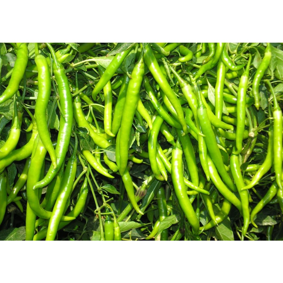 P25 per pack siling haba / green pepper - condor - vegetable seeds ...