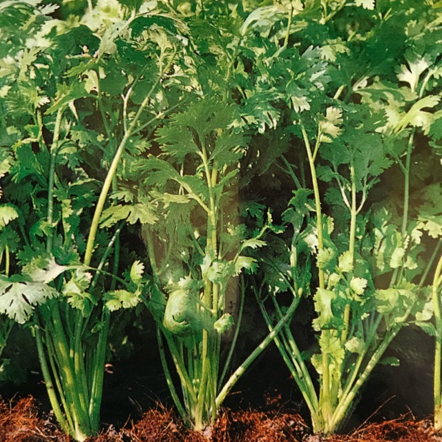 Coriander (Kulantro) Seeds -30-50seeds/pack | Shopee Philippines