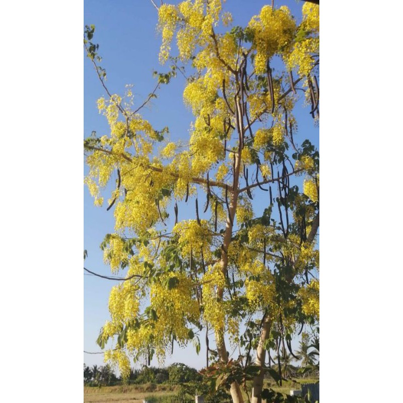 Golden Shower Tree Seeds - Dried [5 pcs] | Shopee Philippines