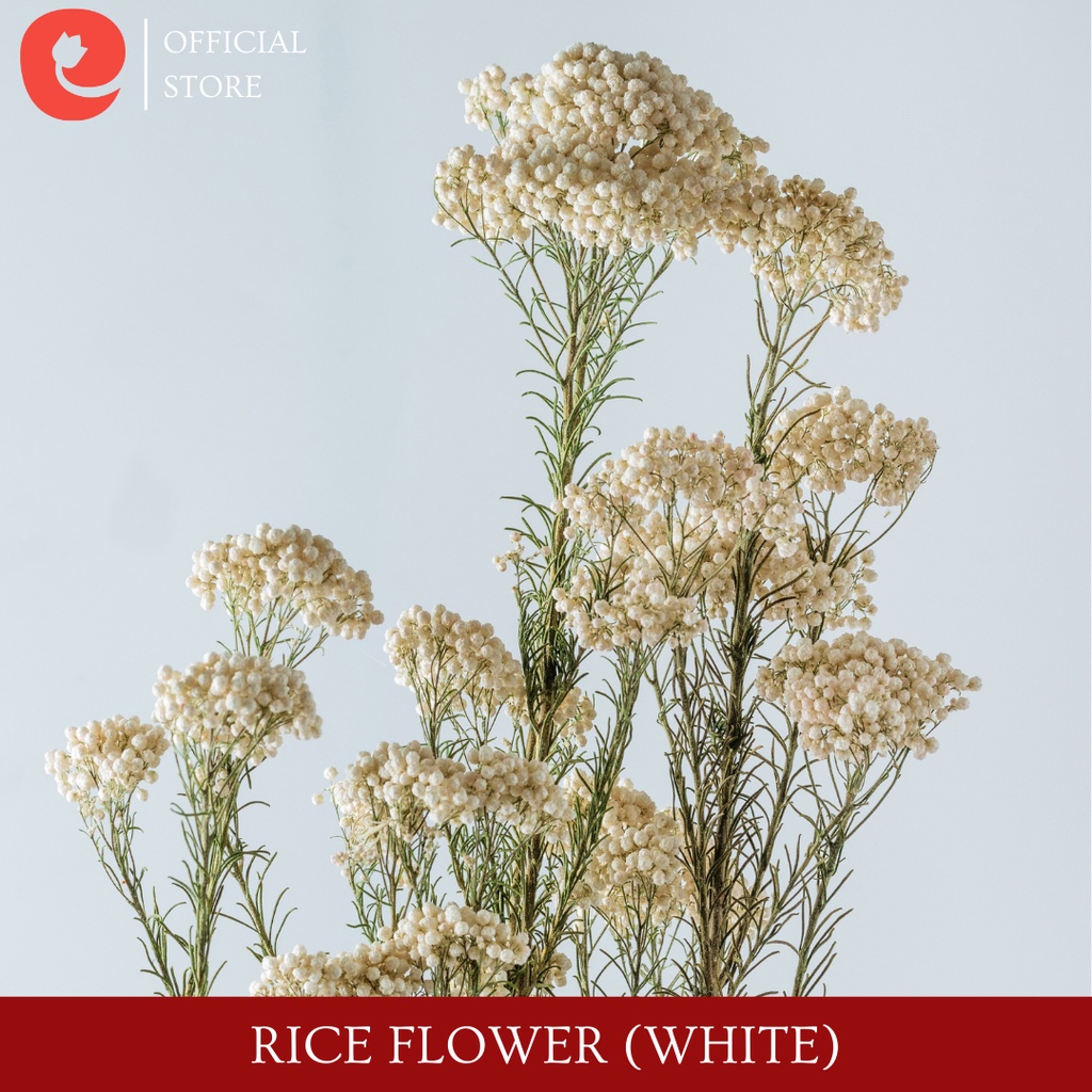 Bunch of Preserved Rice Flower Plant | Dried Floral Design | Natural ...