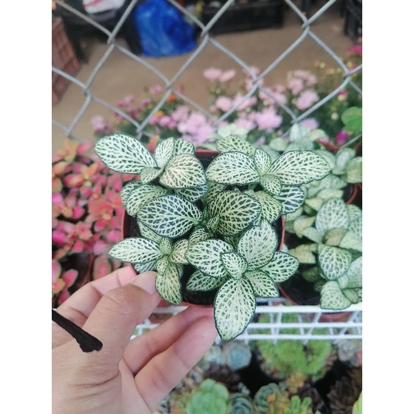 FITTONIA (indoor) | Shopee Philippines