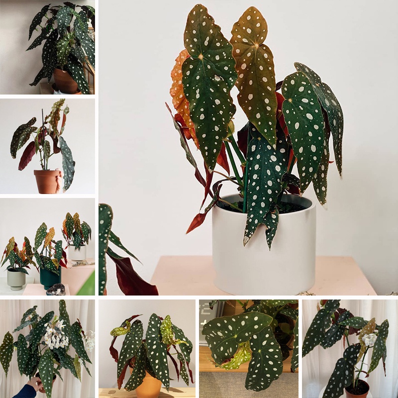 Mixed Seeds 20pcs Rare Plant Begonia Maculate Seeds Bonsai P Oregano ...