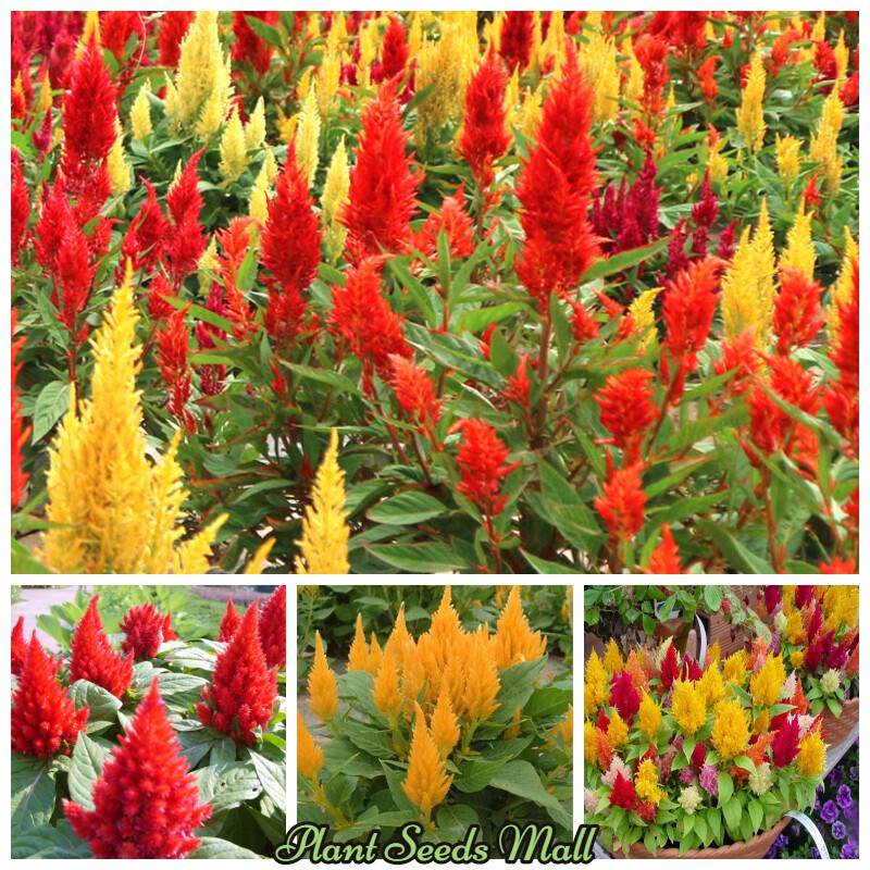 Mixed Color Celosia Plumosa Seeds Bonsai Flower Seeds Garden Flower ...