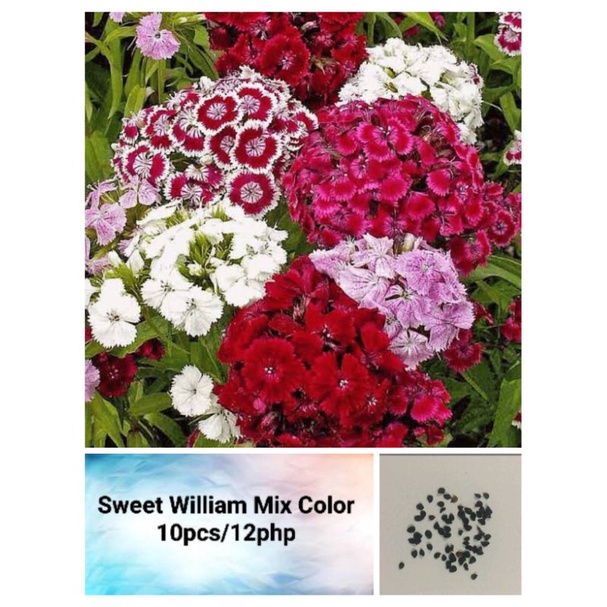 Sweet William Mix Color Seeds (10pcs) | Shopee Philippines