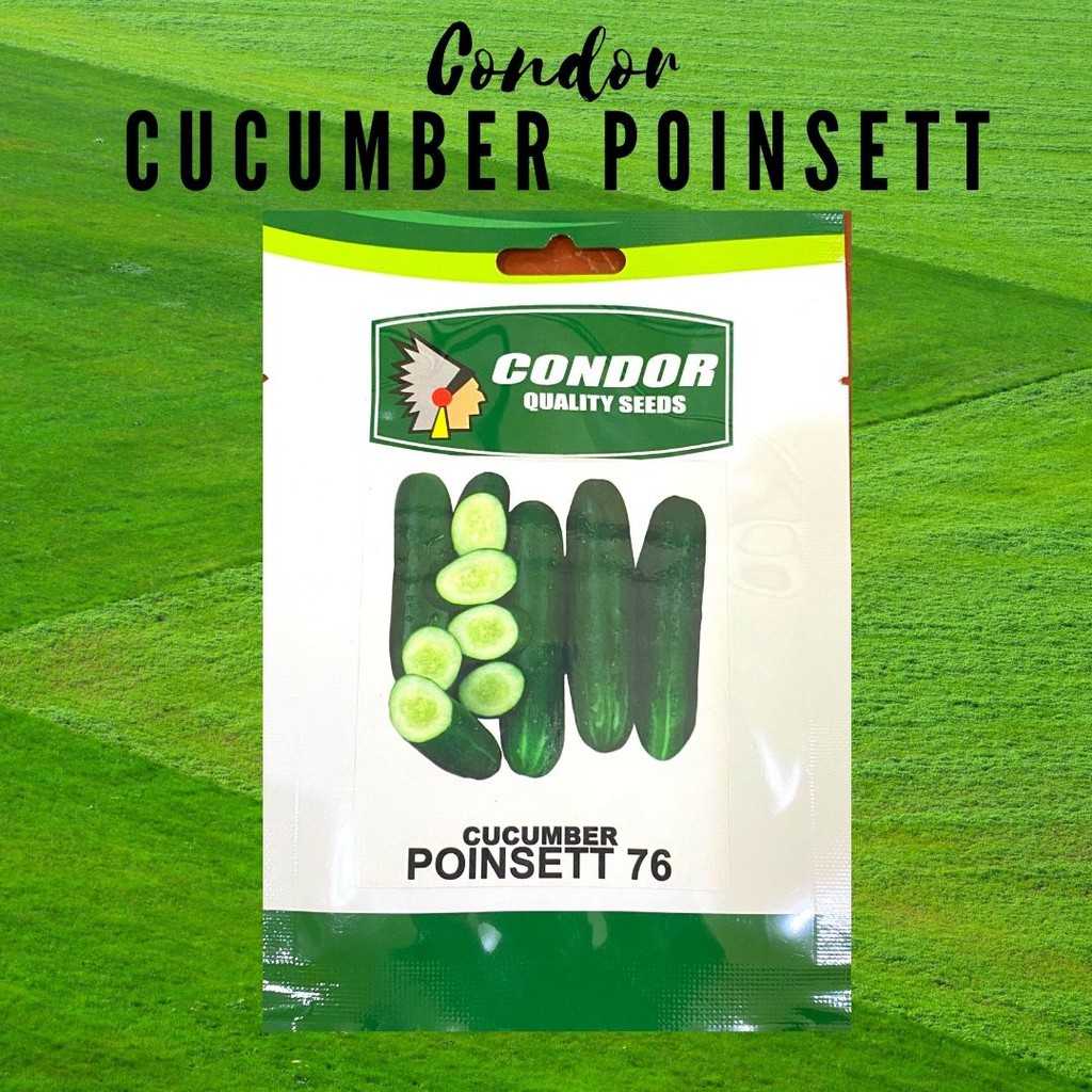Condor Pipino CUCUMBER POINSETT Seed Home Garde pouch | Shopee Philippines