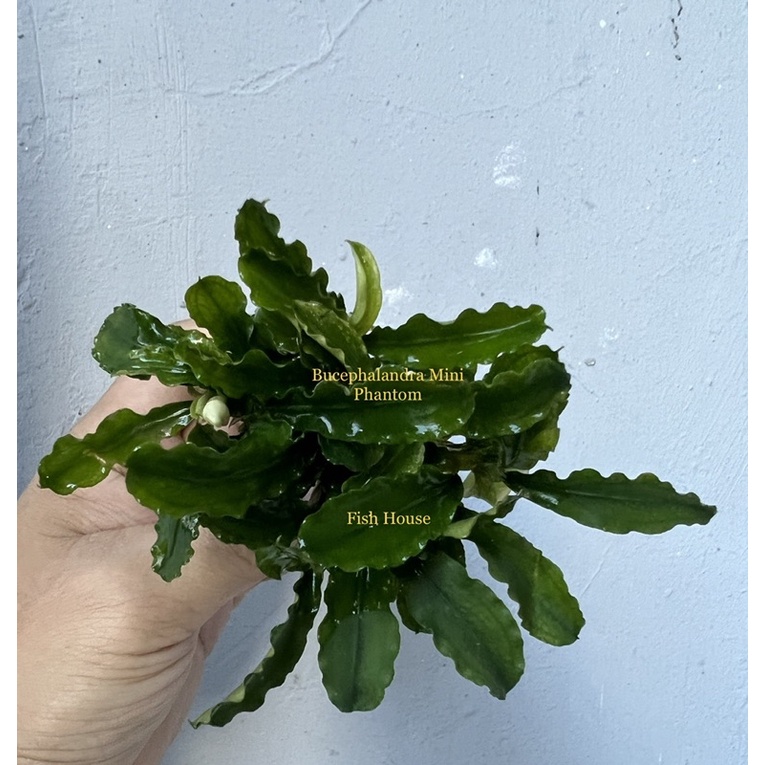 Bucephalandra Mini Phantom | Shopee Philippines