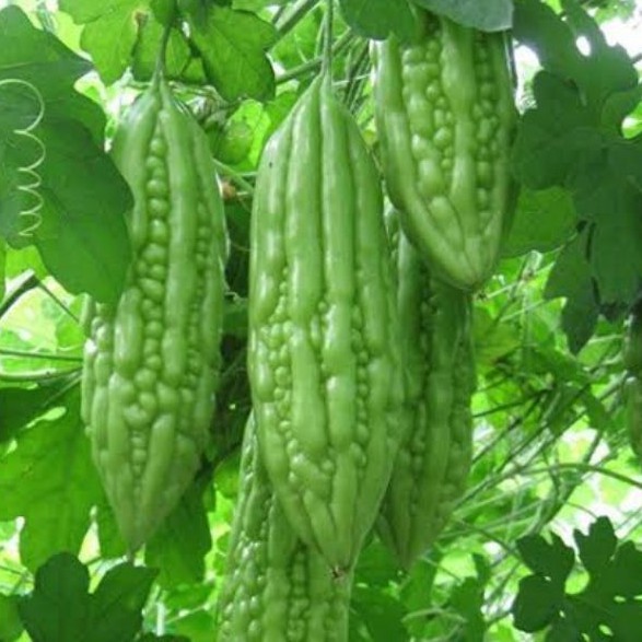 Ampalaya Ilocano or Native Ampalaya Variety Seeds | Shopee Philippines
