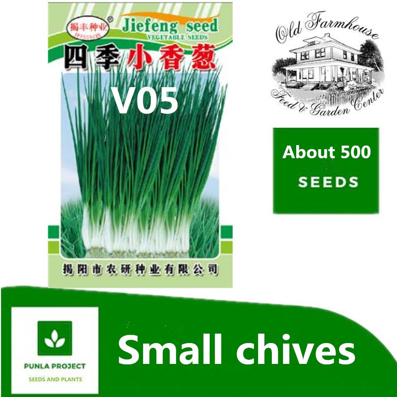potted chives seeds 500seeds small chives seeds, green chives, spring ...