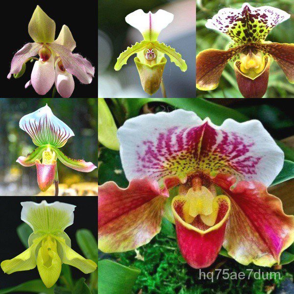 Mixed Seeds Hundred rare seeds of chicken head family garden plant seed ...