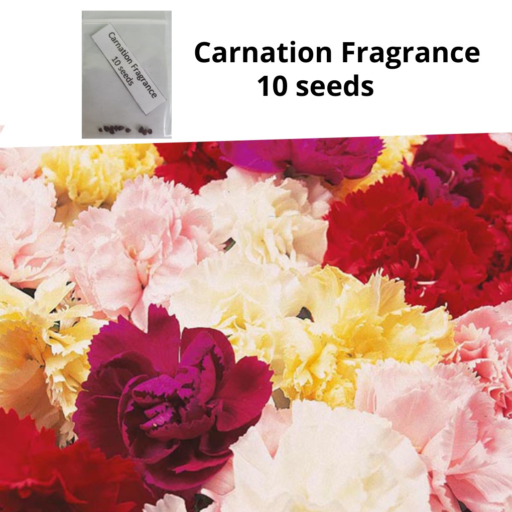 Carnation Fragrance | Flower seeds | Shopee Philippines