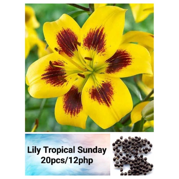 Lily Tropical Sunday Seeds (20pcs) | Shopee Philippines