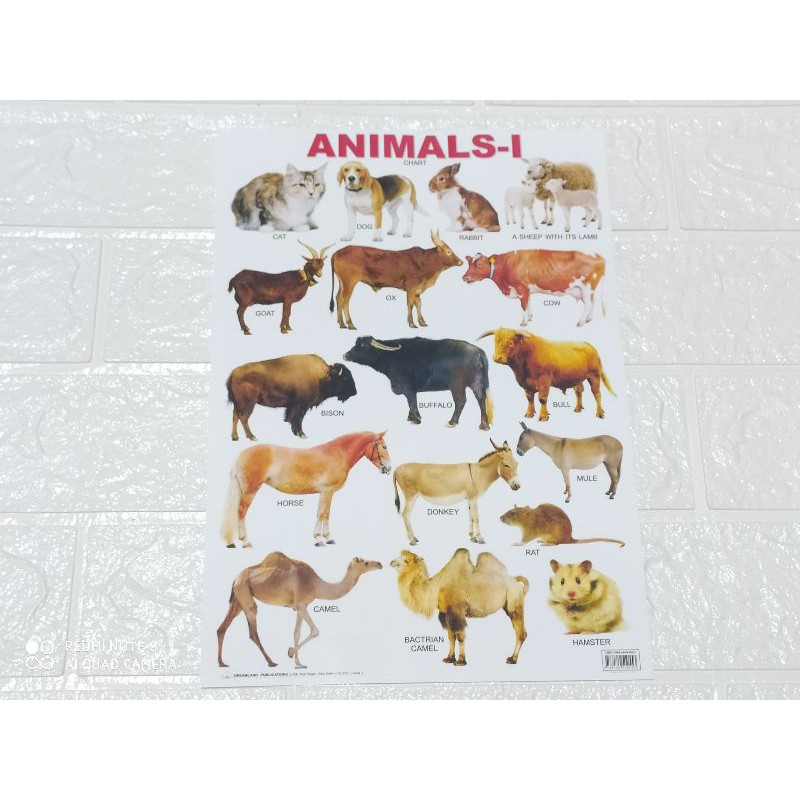 Laminated Educational Charts for Kids (A5/A4) | Shopee Philippines