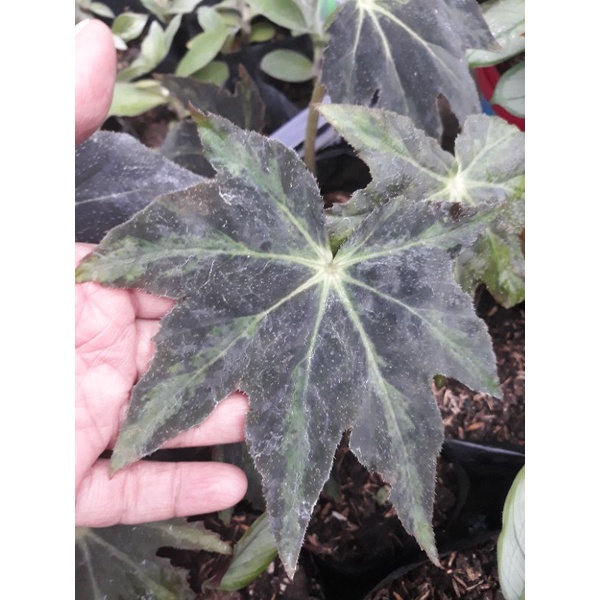 Begonia Begonia Begonia (star leaf) | Shopee Philippines