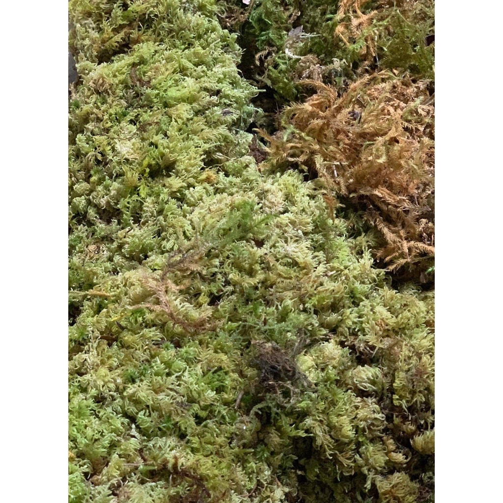 LIMITED STOCK!! 100 Gram FRESH HARVEST Green Sphagnum Moss | Shopee ...