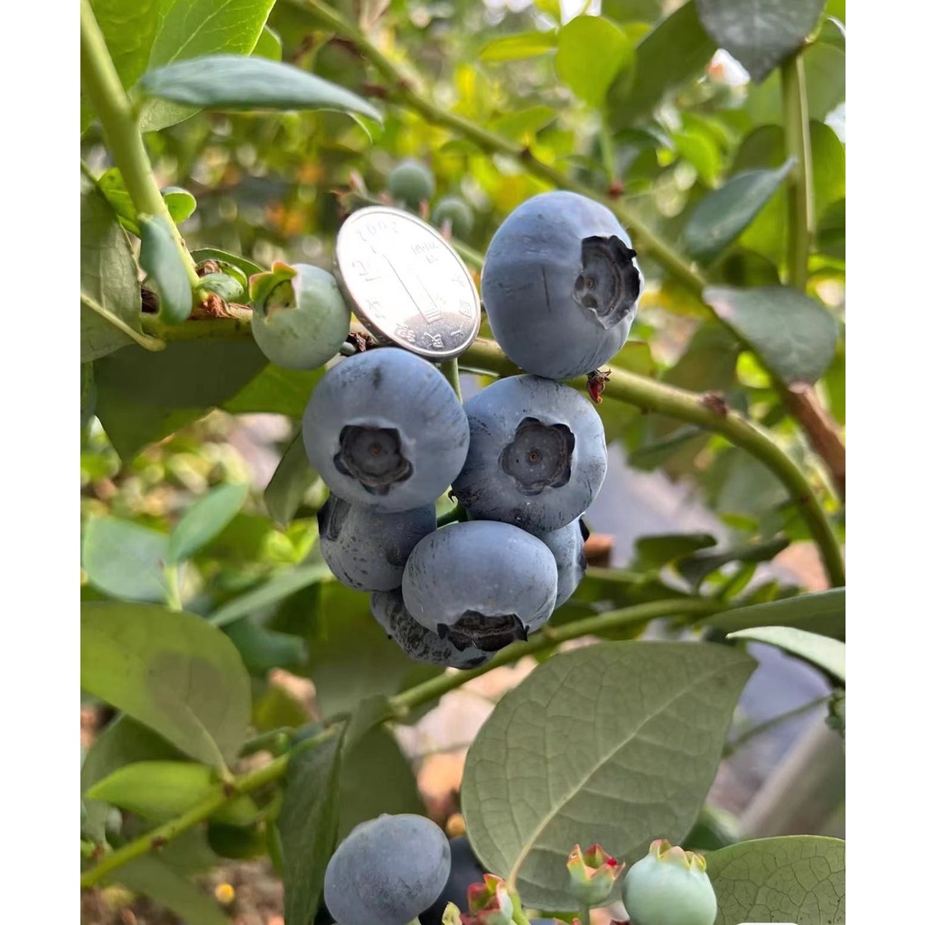 L25Dandong blueberry bonsai, a new variety of blueberry fruit saplings ...