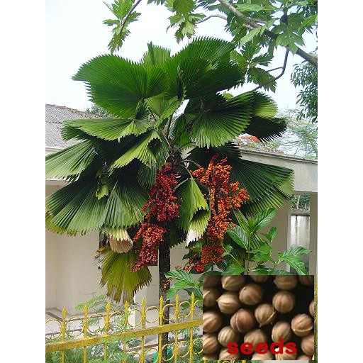 Licuala Grandis Palm Seeds ( 10 seeds ) | Shopee Philippines
