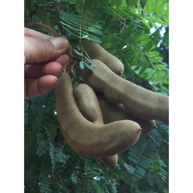 Sour tamarind All year round, keep when ordering only, no overnight ...