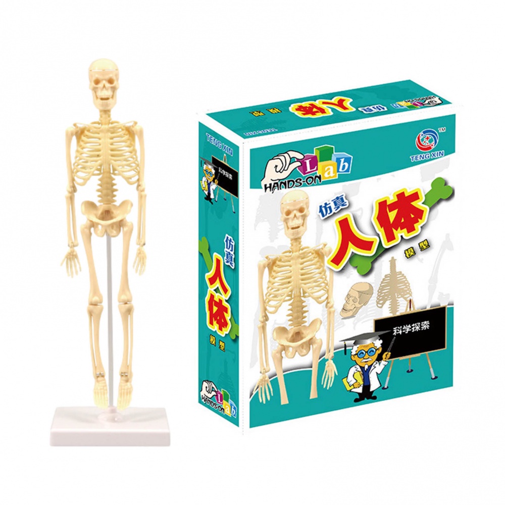 Mini Human Skeleton Model with Movable Arms & Legs, Scientific Anatomy ...