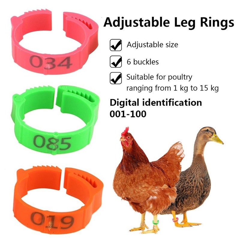 100pcs Chicken Leg Band Ring Multicolor Poultry Leg Band for Chicken ...