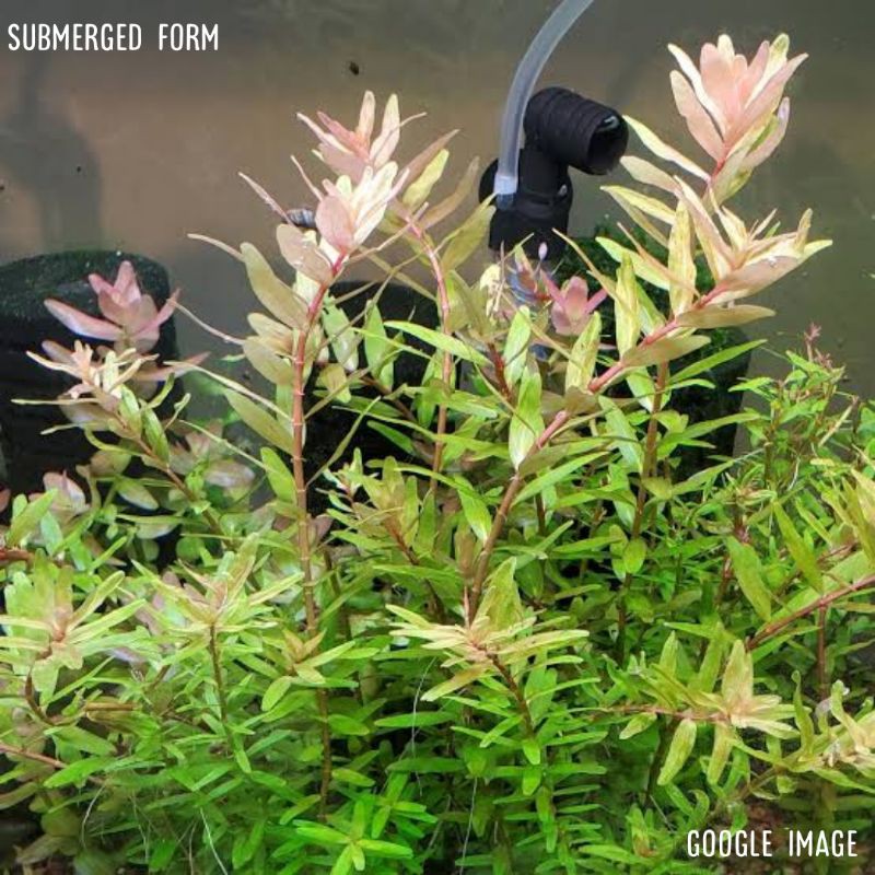 Rotala sp. "Shimoga" aquatic plants (15pcs+) | Shopee Philippines