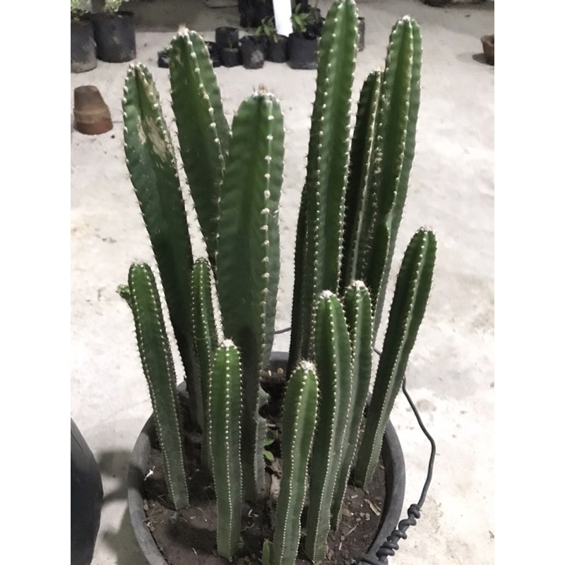 Common cactus - sold per piece | Shopee Philippines