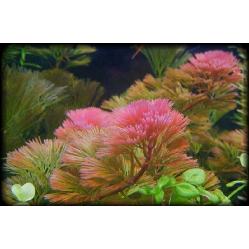 CABOMBA FURCATA (8 pcs stem cutting ) midtech aquatic plant, for Luzon ...
