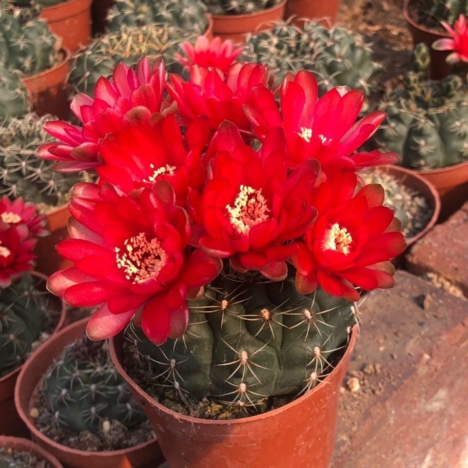 fei Flower Jade Cactus with Bud fei Flower Jade Small Pot Plant Desktop ...