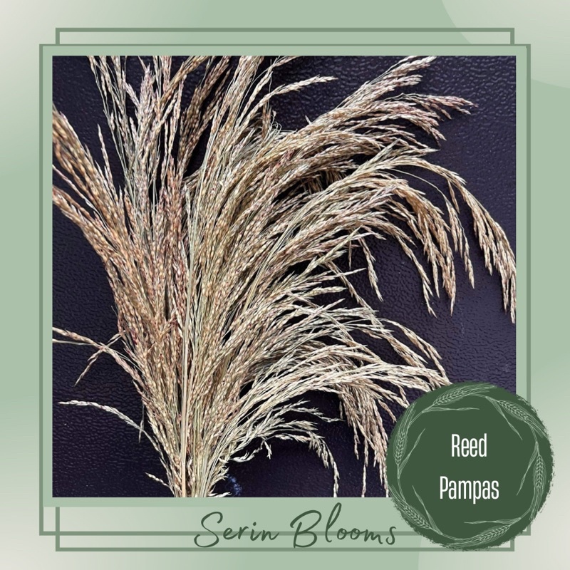 Local Reed Pampas sold per 5 stems | Shopee Philippines