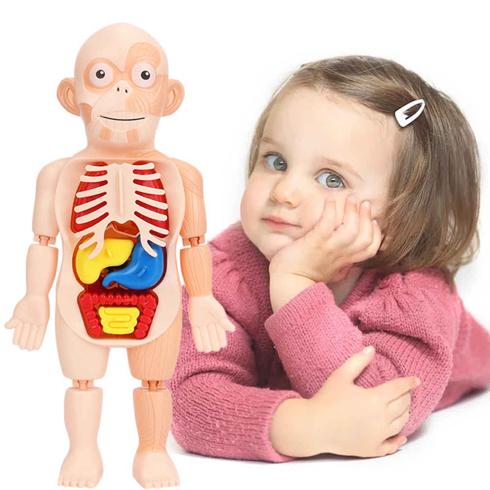 Human Body Model Simulation Toys Educational Science Kids Developmental ...