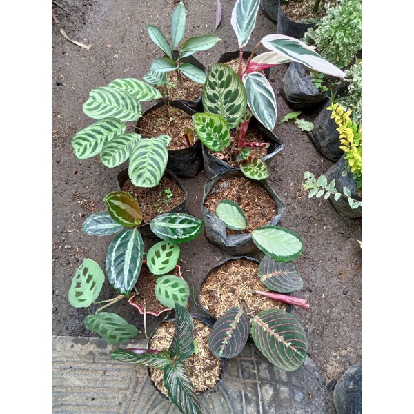 Local Calathea Variety per set seed ling bag | Shopee Philippines