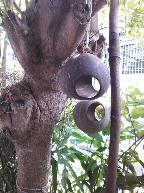 Eco-Coco bird house 3 holes/ Cage/ Nest/ Hide out | Shopee Philippines