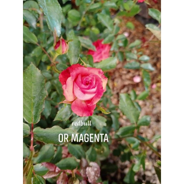 PITI MINI ROSES(BIG PETALS) | Shopee Philippines