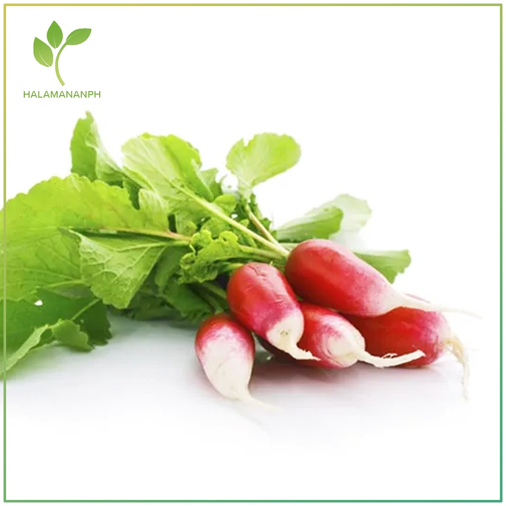 RADISH - FRENCH BREAKFAST VEGETABLE SEEDS SULIT SEED PACK [Halamanan PH ...