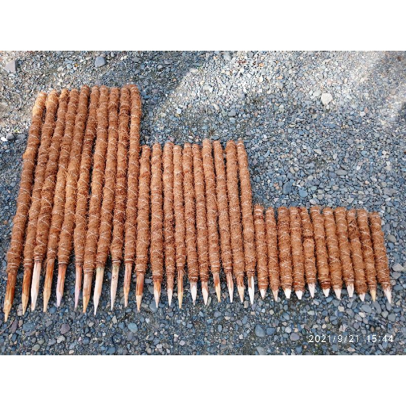 coco pole for plants/plant pole/coco pole (1ft/2ft/3ft) | Shopee ...
