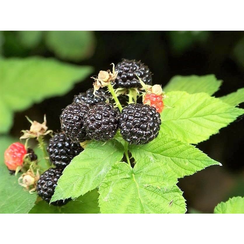 50pcs BLACK RASPBERRY Rubus Bush Fruit Seeds--Fruit seeds | Shopee ...