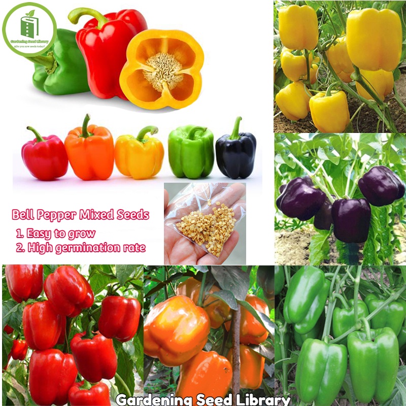 Mga buto ng gulay Potted Seeds 50pcs Mixed Bell Pepper Seeds for ...