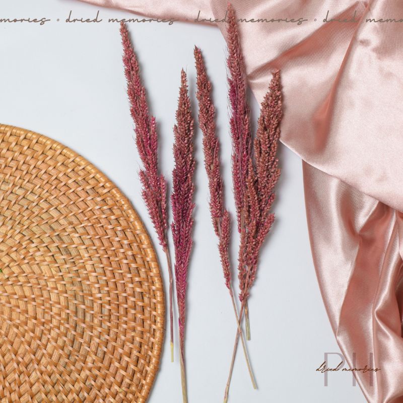 Dried Small Trigo (5 stems) Preserved Hare Flower Gift Wedding Party ...