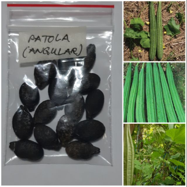 Patola Sponge Gourd Seeds | Shopee Philippines
